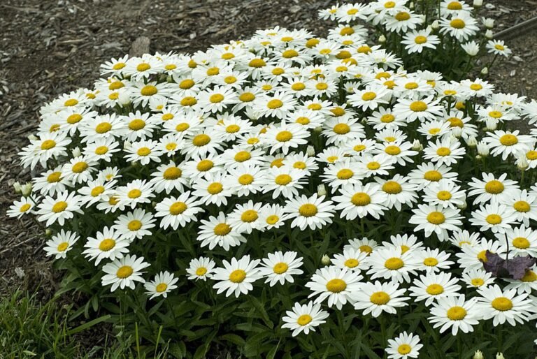 Sester Farms E-Order – Whole Sale Nursery